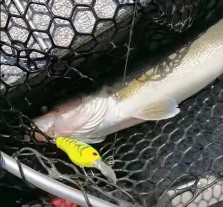 Le IRRESISTIBLE FISH loin devant pour le doré, l'achigan, le brochet e ...