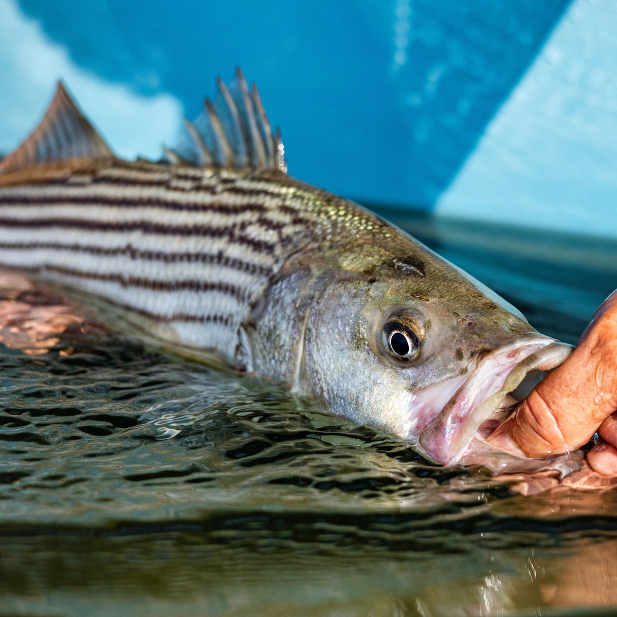 BAR RAYÉ – PROPECHE