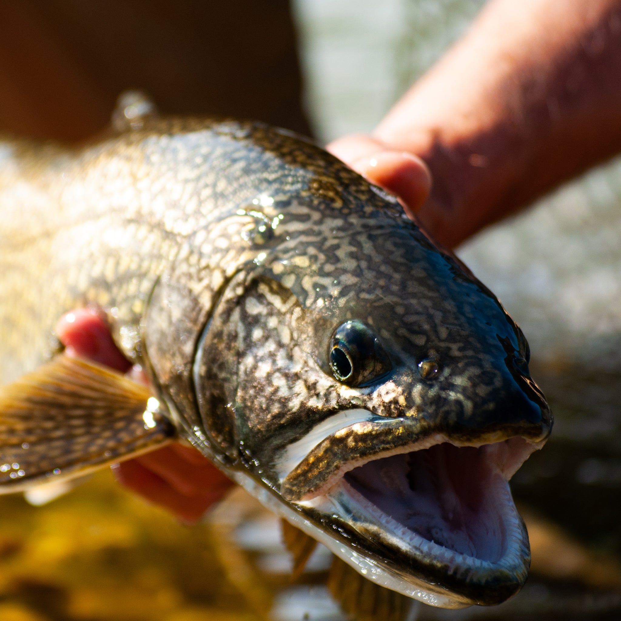 SALMONIDÉS – PROPECHE